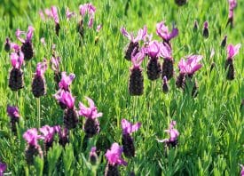 A Week of Turmoil, A Poem and Photo in 805 Lit + Art, and reading at ...